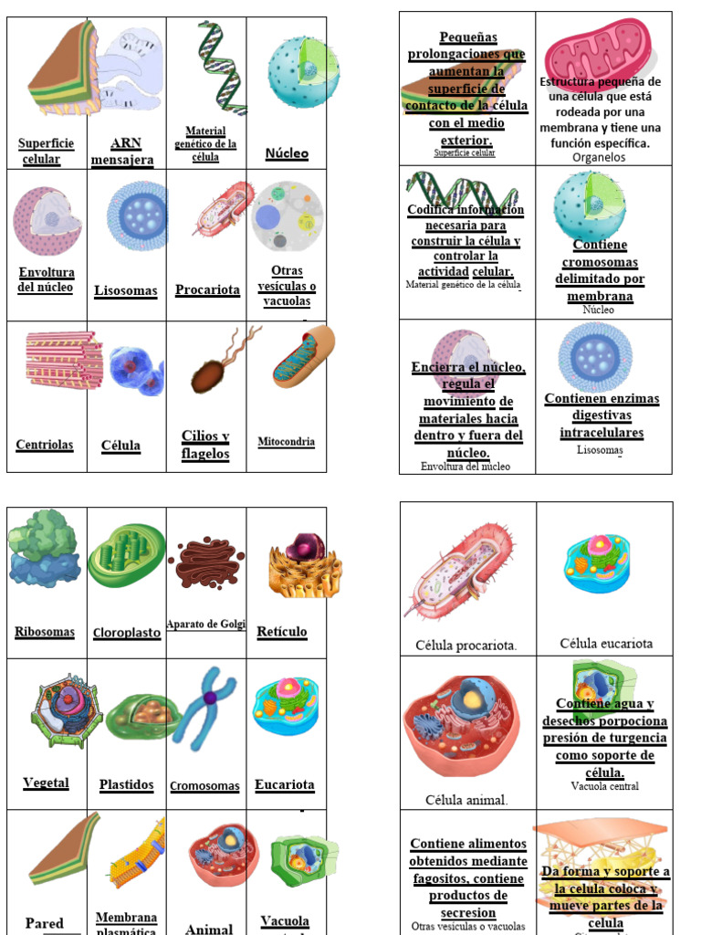 Loteria de Biologia | PDF | Biología Celular) | Citoplasma
