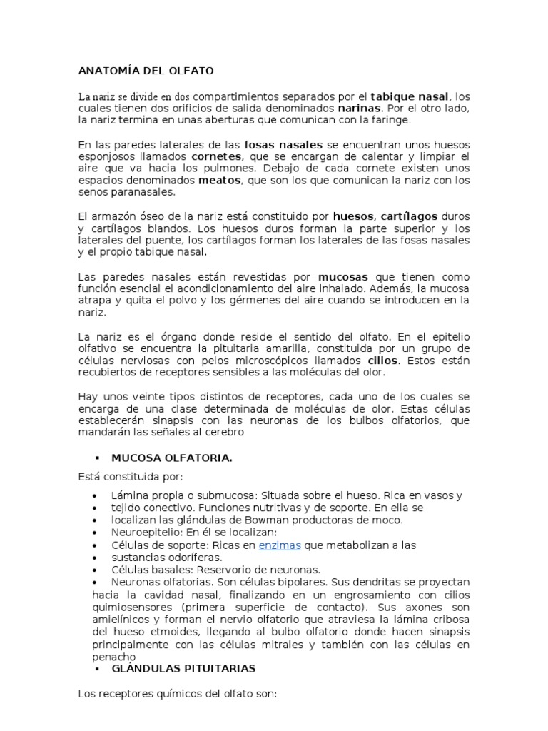 Anatomía Del Olfato | PDF | Olfato | Cabeza y cuello humanos