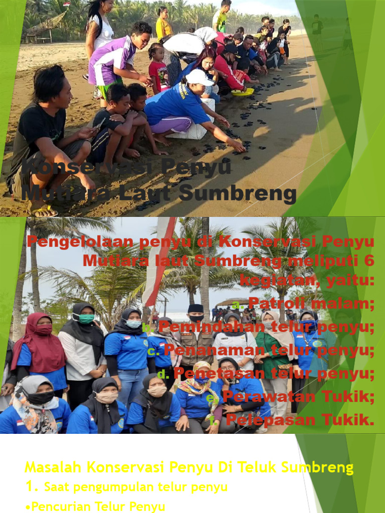 Presentation1 Penyu | PDF