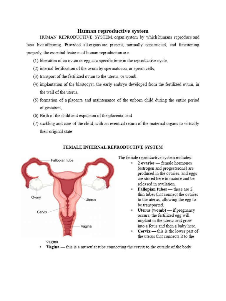 Human Reproductive System | Download Free PDF | Menstrual Cycle | Labia