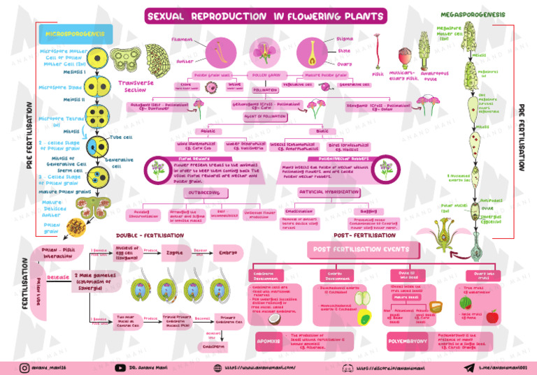 b2 Sexual Reproduction | PDF | Fertilisation | Seed