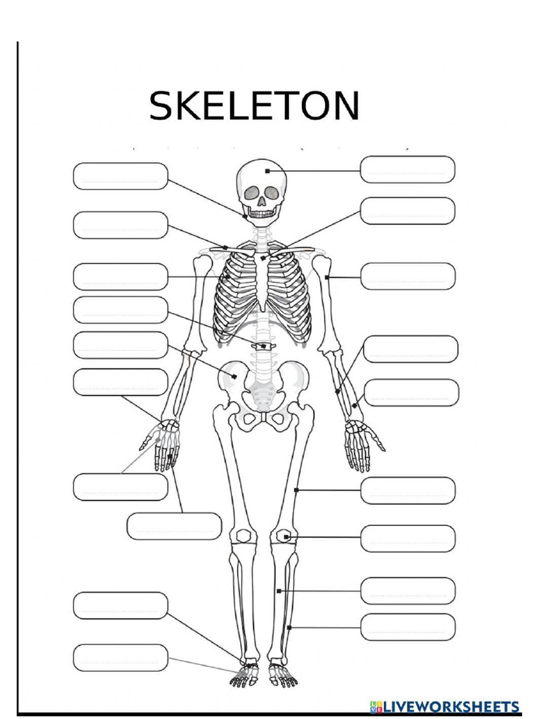 Full Skeleton Worksheet | PDF