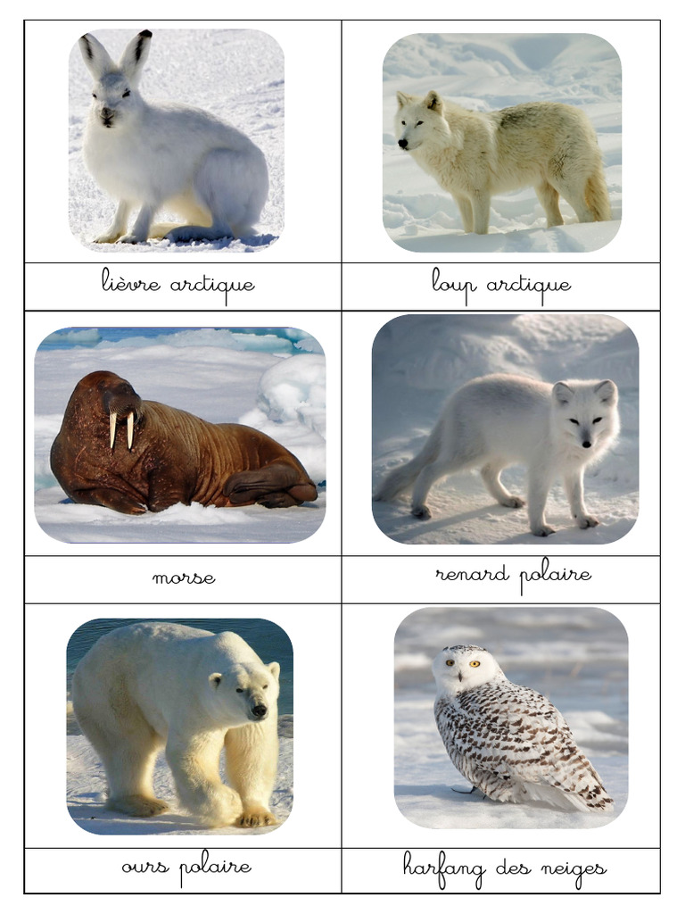 Liste des animaux de l'Arctique | PDF