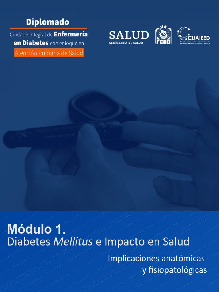 Anatomía y Fisiopatología de la Diabetes | PDF | Insulina | Páncreas