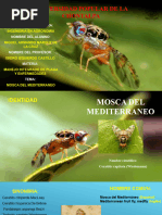 Mosca Pinta-1 | PDF | Control biológico de plagas | Plaga (organismo)
