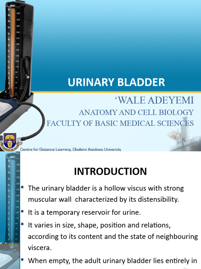 Urinary Bladder | PDF | Pelvis | Human Anatomy