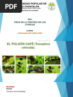 Mosca Pinta-1 | PDF | Control biológico de plagas | Plaga (organismo)