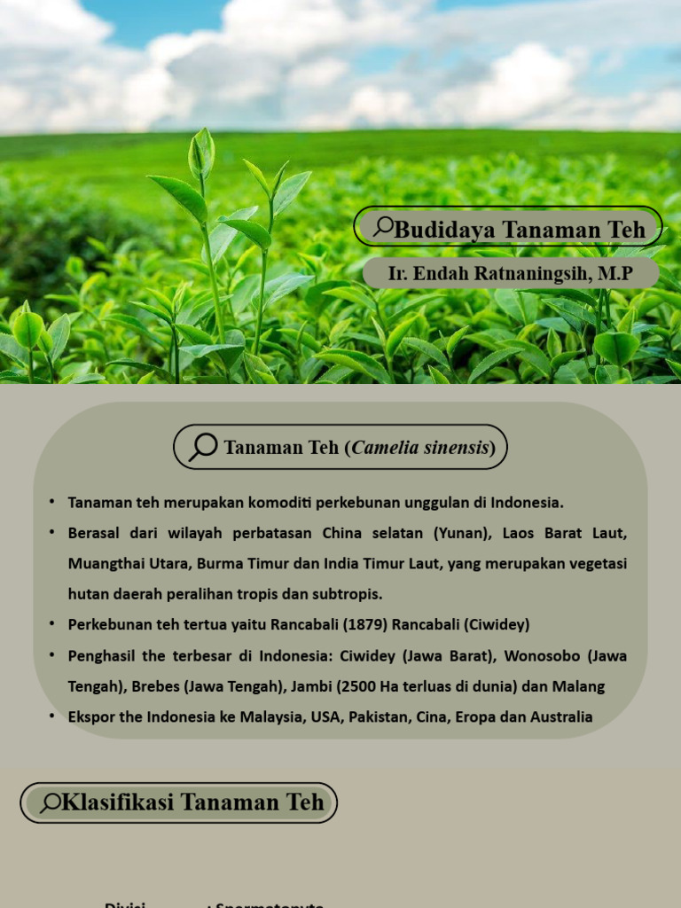 Budidaya Tanaman Teh (Pendahuluan | PDF