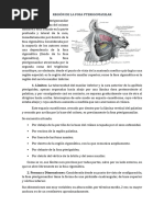 Anatomía de la Región Cigomática | PDF | Anatomía de los primates ...