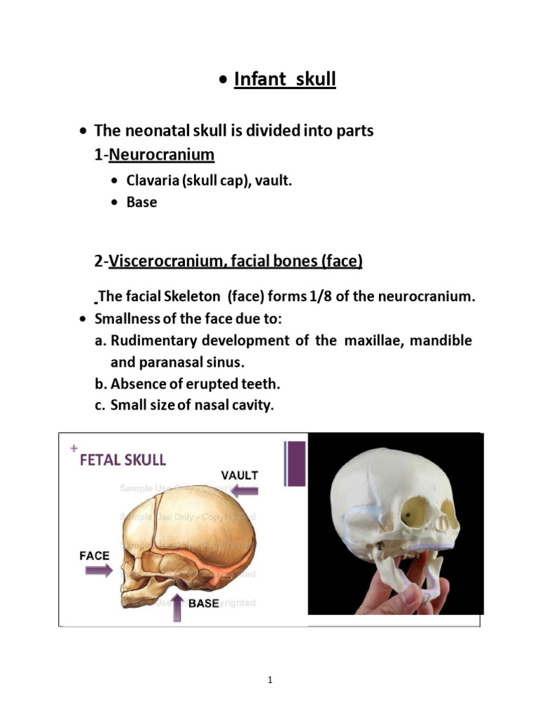 Anatomy .5 | PDF