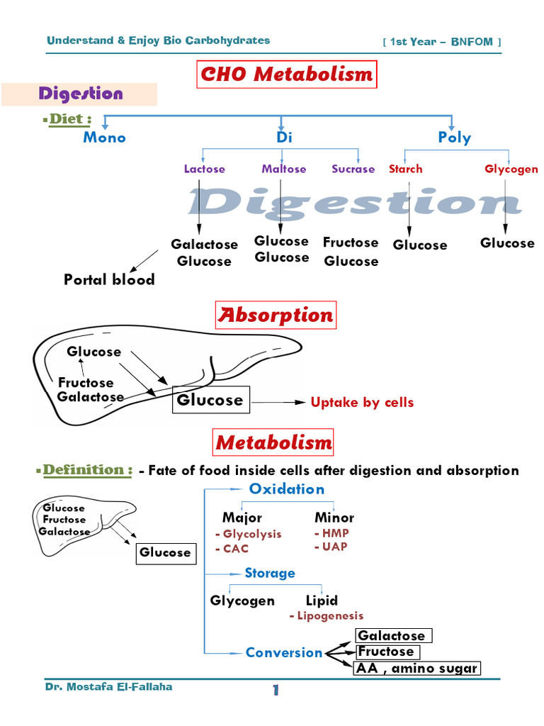 Cho Metabolism - Print | PDF | Glycolysis | Diet & Nutrition