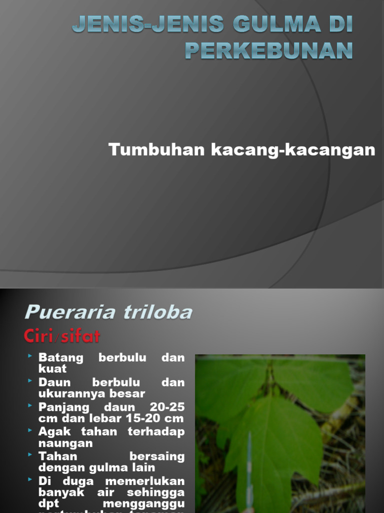 Ciri-Ciri Gulma dan Kacang-Kacangan | PDF