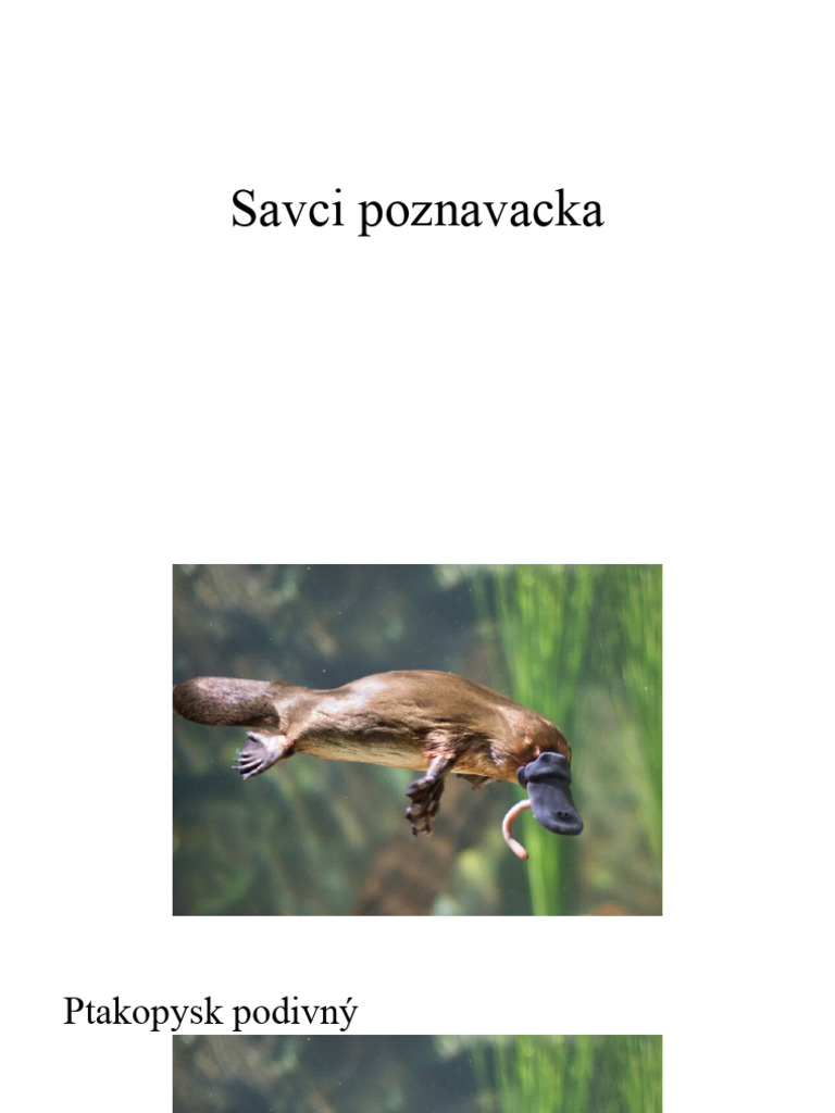 Savci Poznavacka | PDF