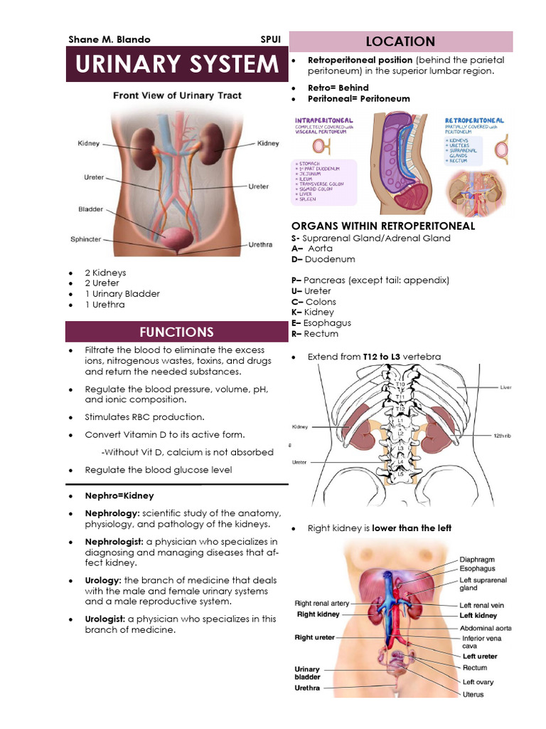 Urinary System Pearsons | PDF | Kidney | Genitourinary System