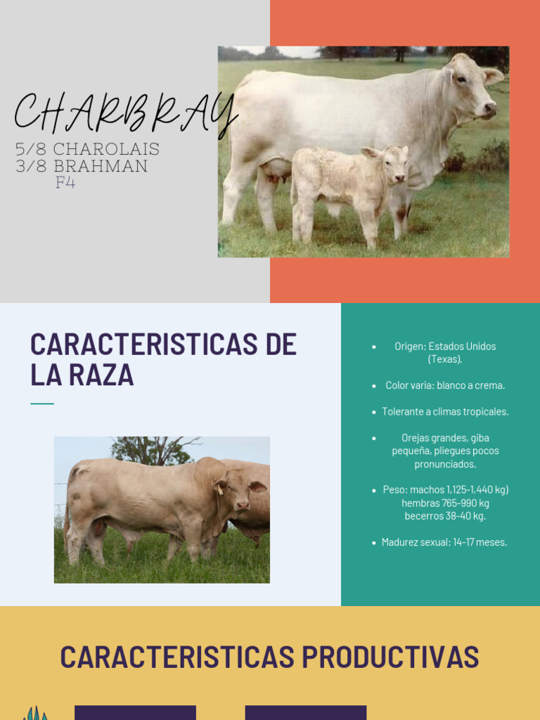 CHARBRAY | PDF