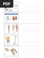 Anatomia da Coxa: Músculos e Vasos | PDF | Articulações | Anatomia humana