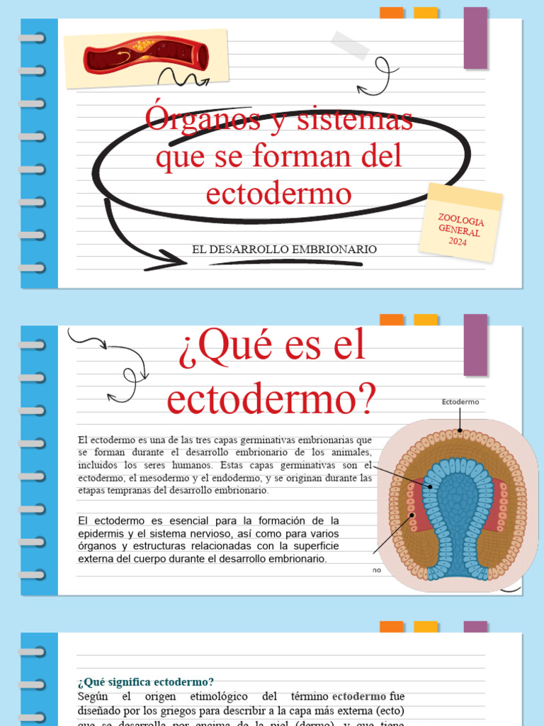 ECTODERMO | PDF | Piel | Sistema nervioso central