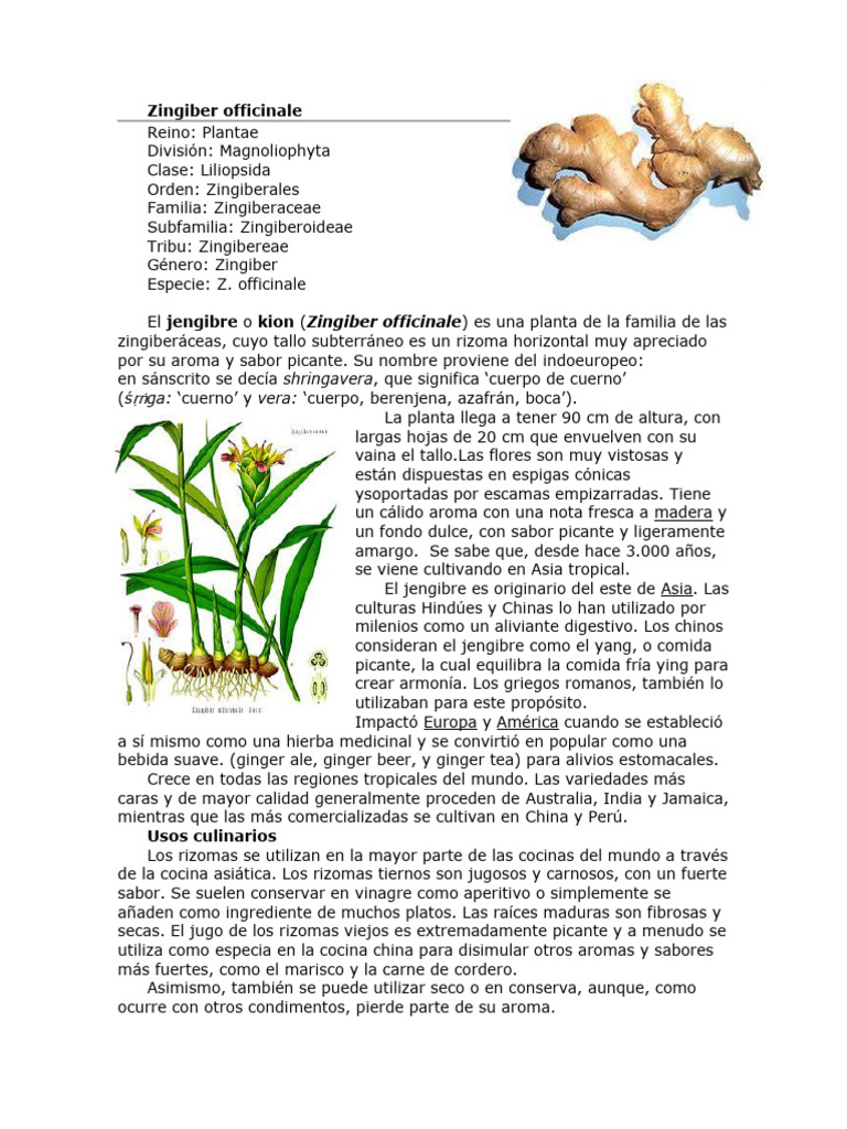 Zingiber Officinale o Jengibre | PDF | Jengibre | Alimentos