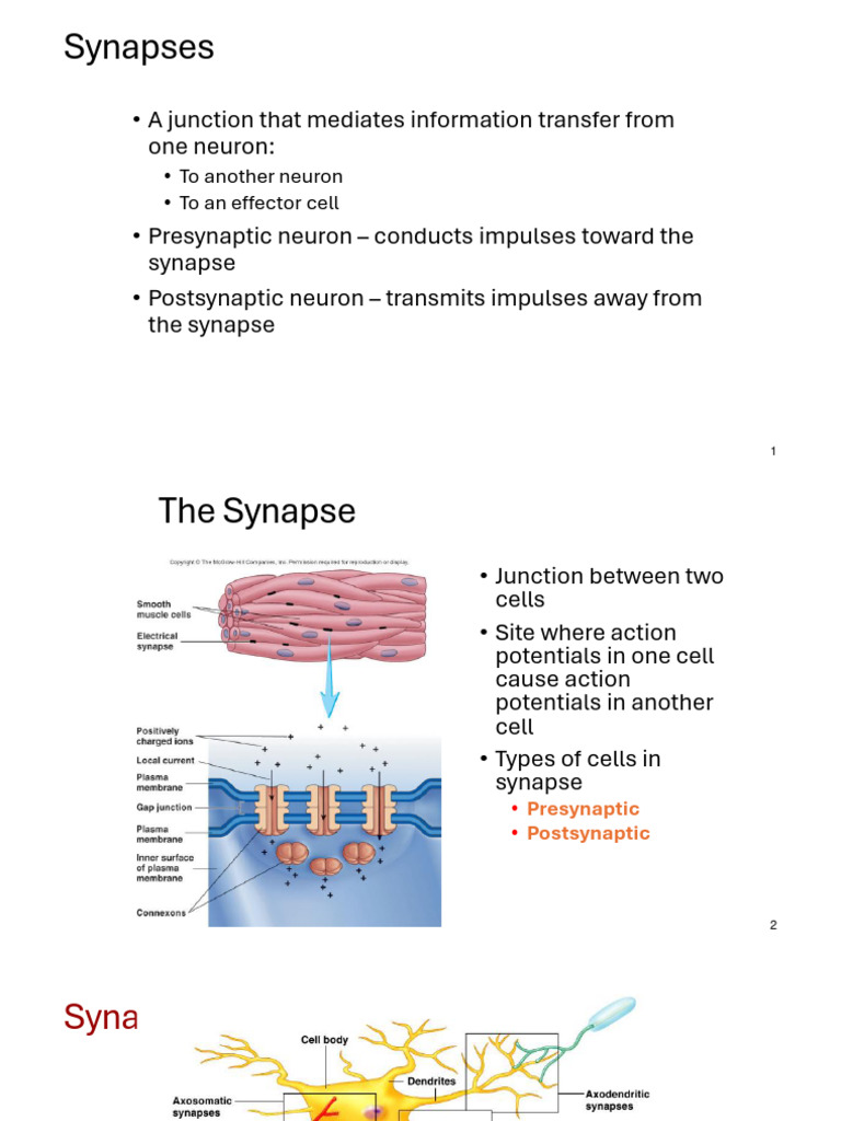 Neuronal | PDF | Chemical Synapse | Synapse