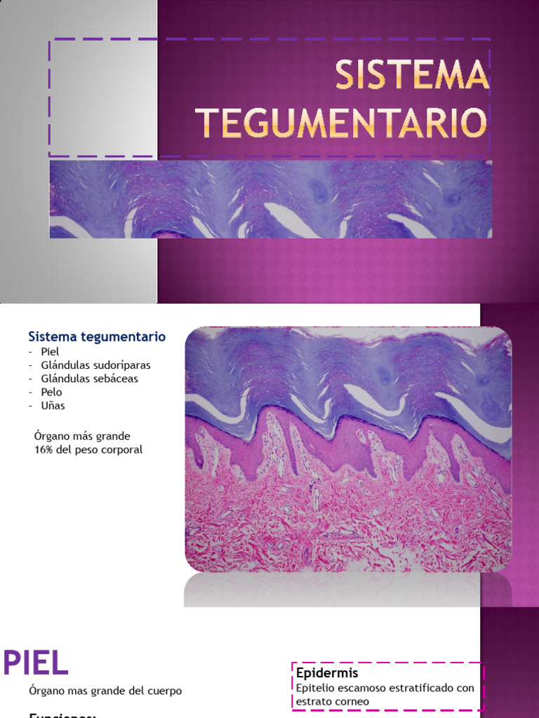 Sistema Tegumentario | PDF | Epidermis | Piel