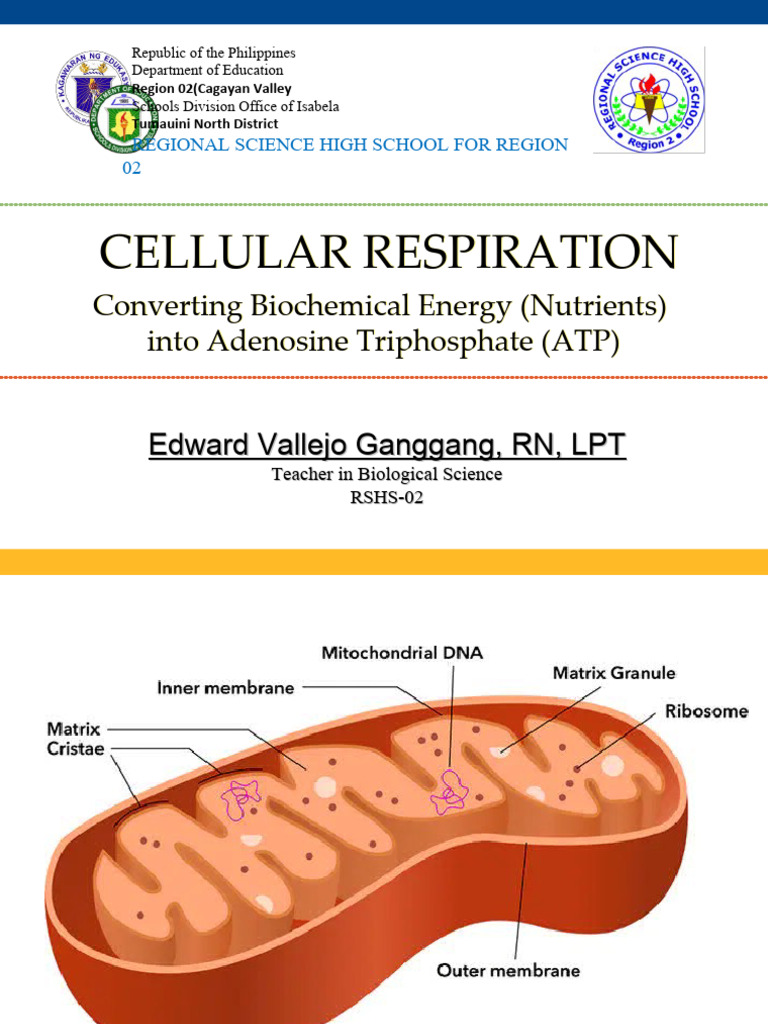 Cellular Respiration | PDF