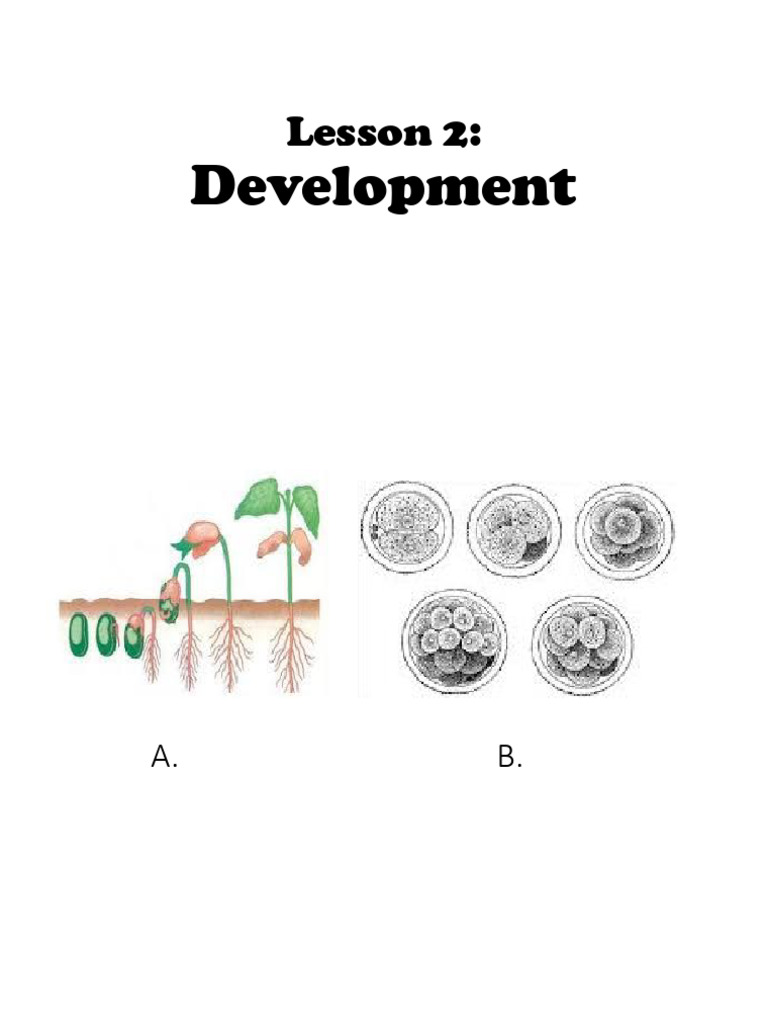 Plant and Animal Development | PDF | Seed | Embryo
