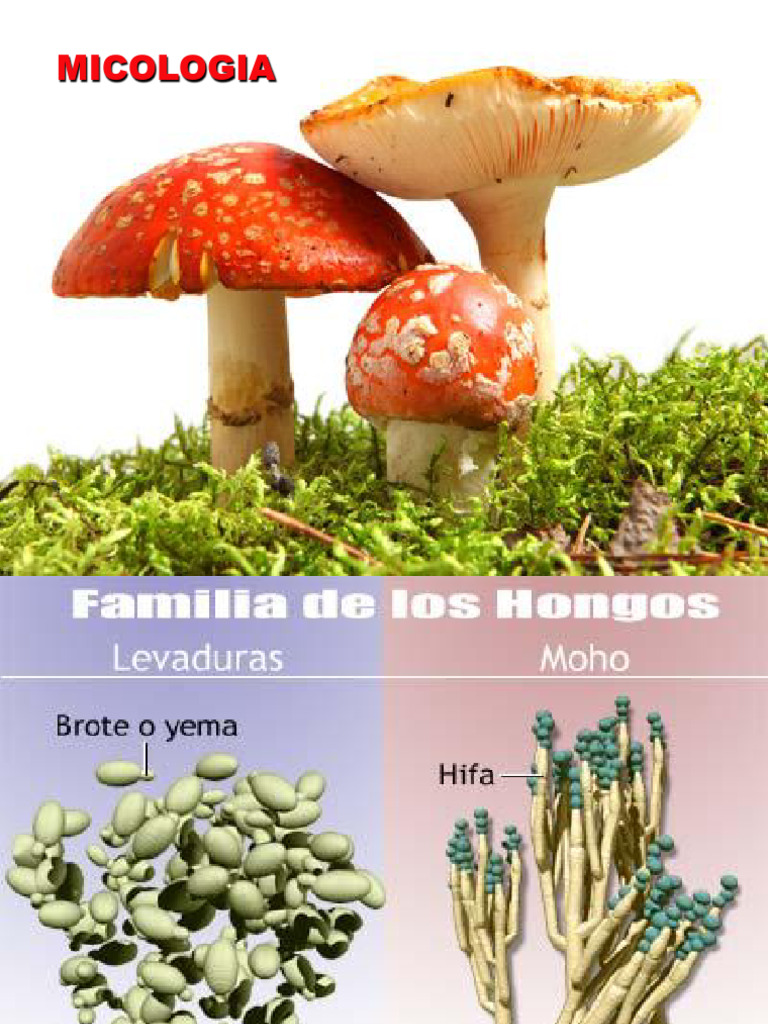 Micosis Superficial y Cutanea | PDF | Epidemiología | Hongo