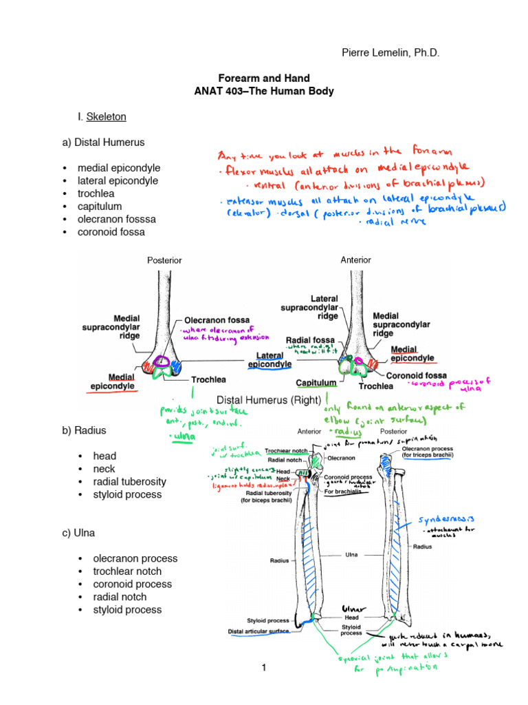 Lumbricals and Hand Anatomy Overview | PDF | Anatomical Terms Of Motion ...