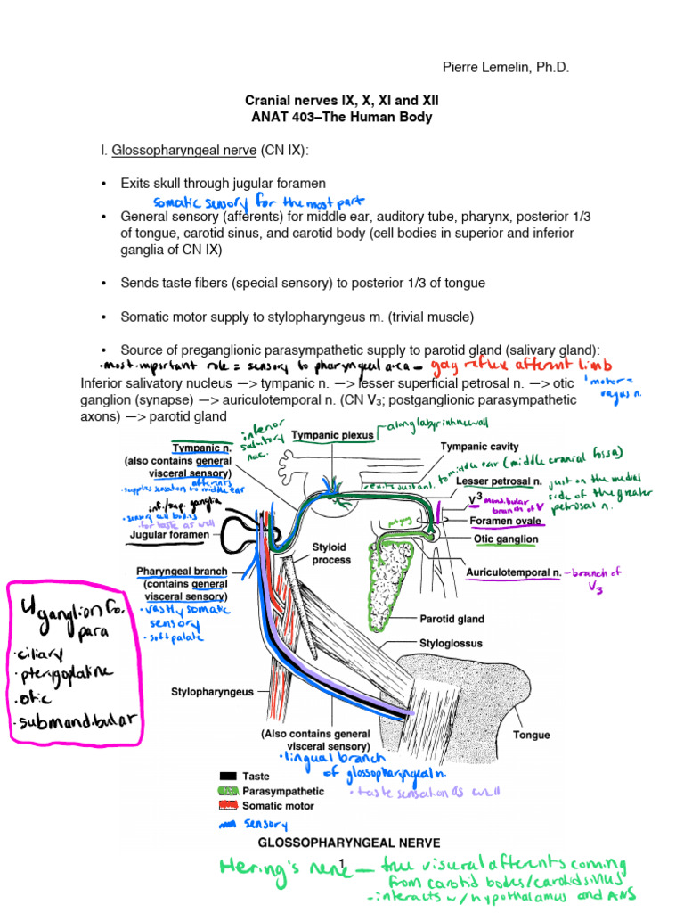 Cranial Nerves (Part III) Lecture | PDF | Organ (Anatomy) | Neuroanatomy