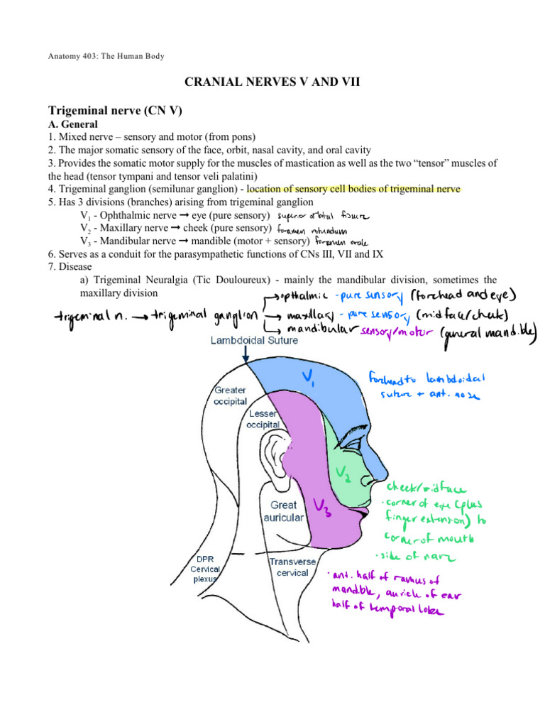 Cranial Nerves (Parts I and II) Lecture | PDF | Human Anatomy | Human ...