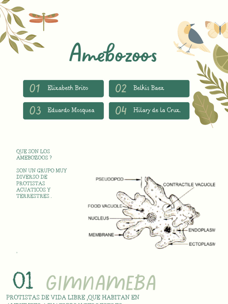 Introducción a los Amebozoos | PDF | Organismos | Biología