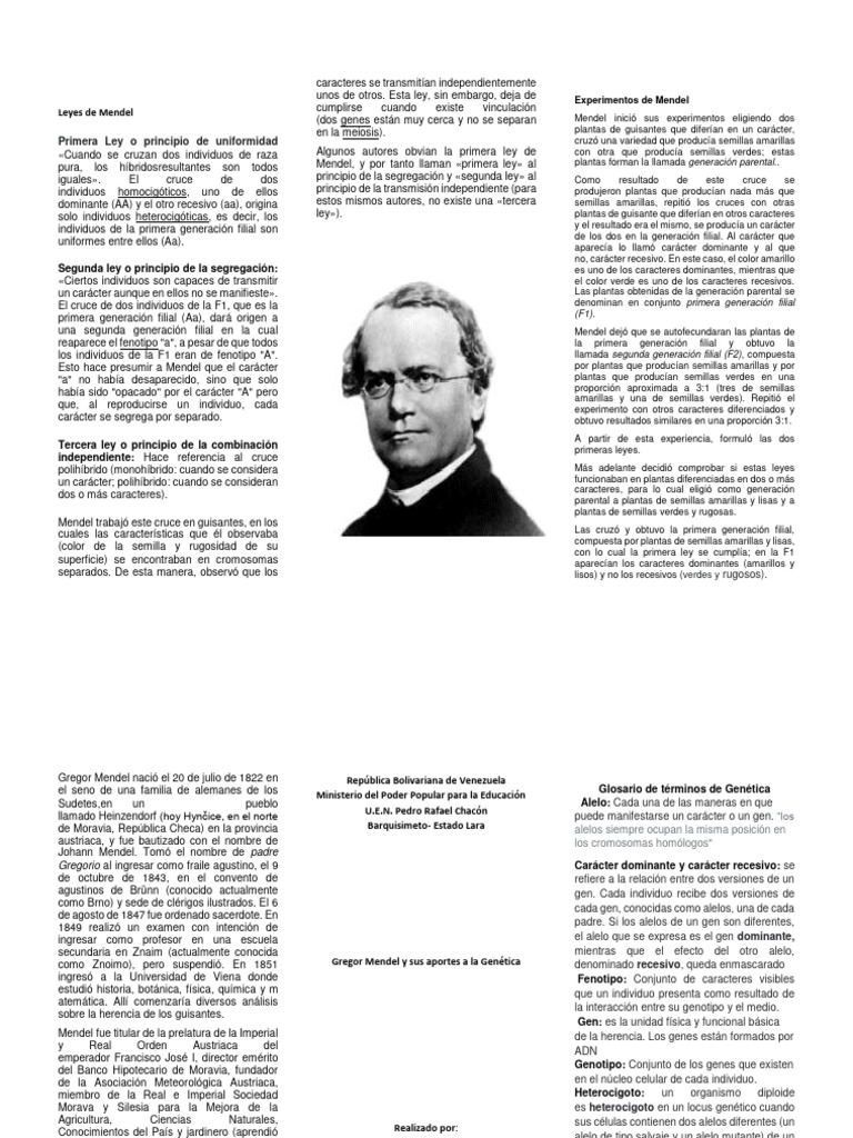 Leyes de Mendel y sus Experimentos | PDF | Dominancia (Genética ...