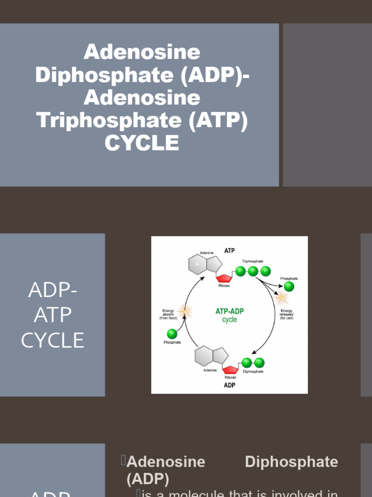ADP ATP Cycle Photo Intro | PDF | Adenosine Diphosphate | Adenosine ...