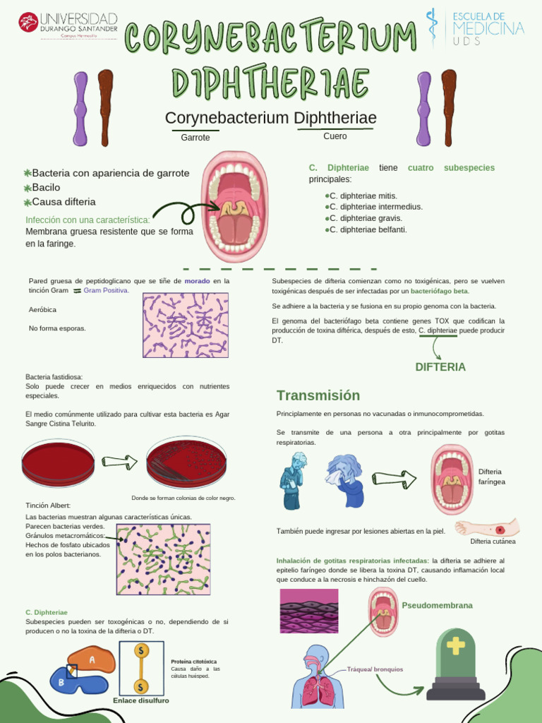 Corynebacterium Diphtheriae | PDF | Enfermedades y trastornos | Inmunología