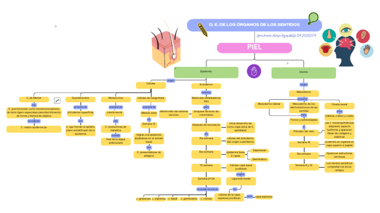 PIEL | PDF | Epidermis | Piel