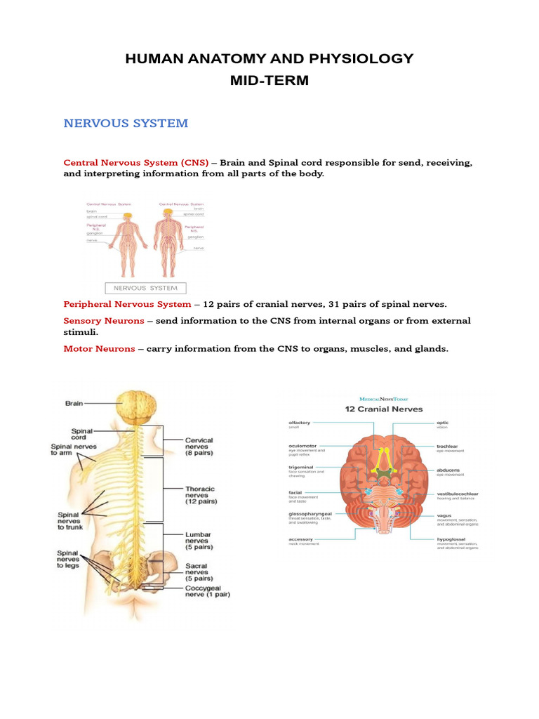 Nervous System Notes | Download Free PDF | Central Nervous System ...