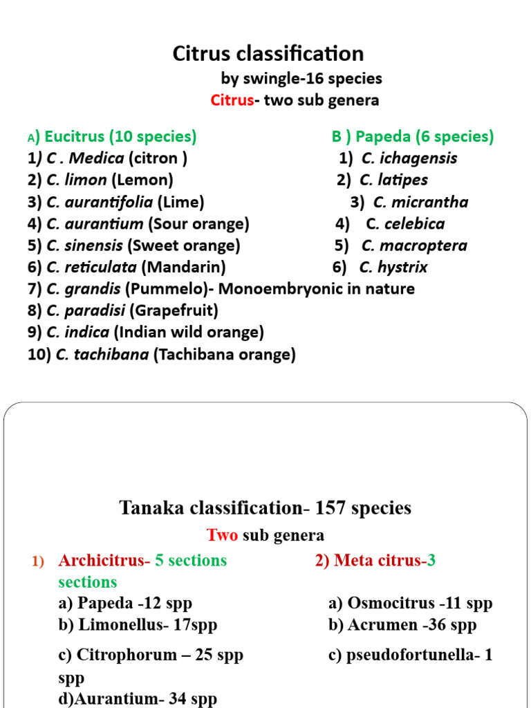 Citrus | PDF | Orange (Fruit) | Citrus