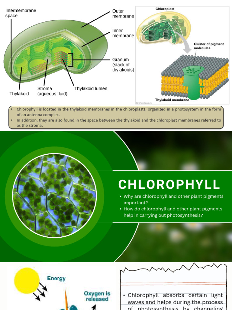 Chlorophyll | Download Free PDF | Photosynthesis | Chlorophyll