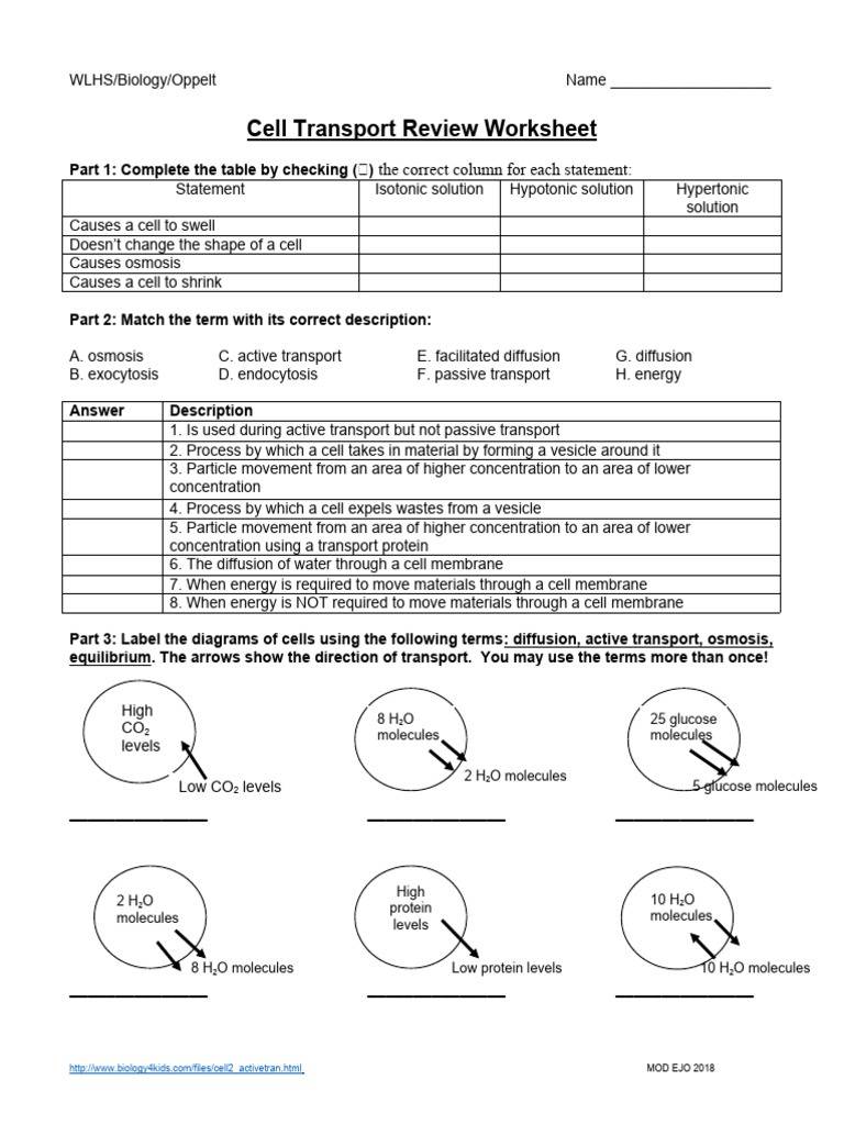 HANDOUT - Cell Transport Review Worksheet | PDF | Osmosis | Biotechnology