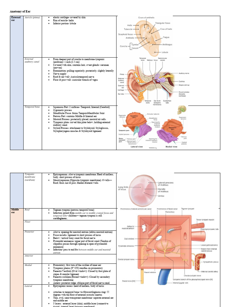 Anatomy of Ear | PDF