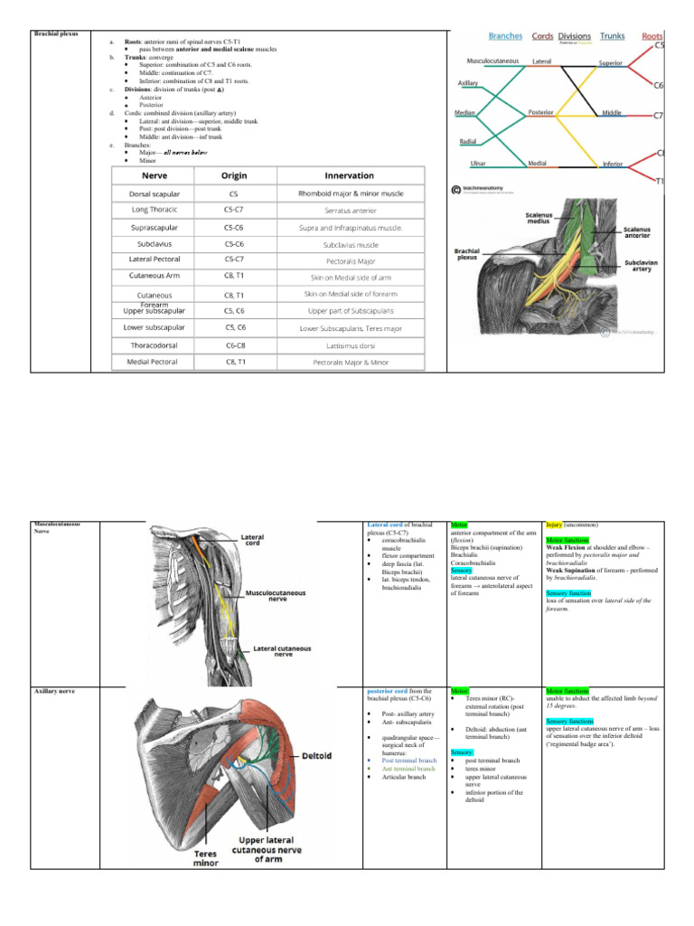 Brachial Plexus | PDF | Arm | Hand