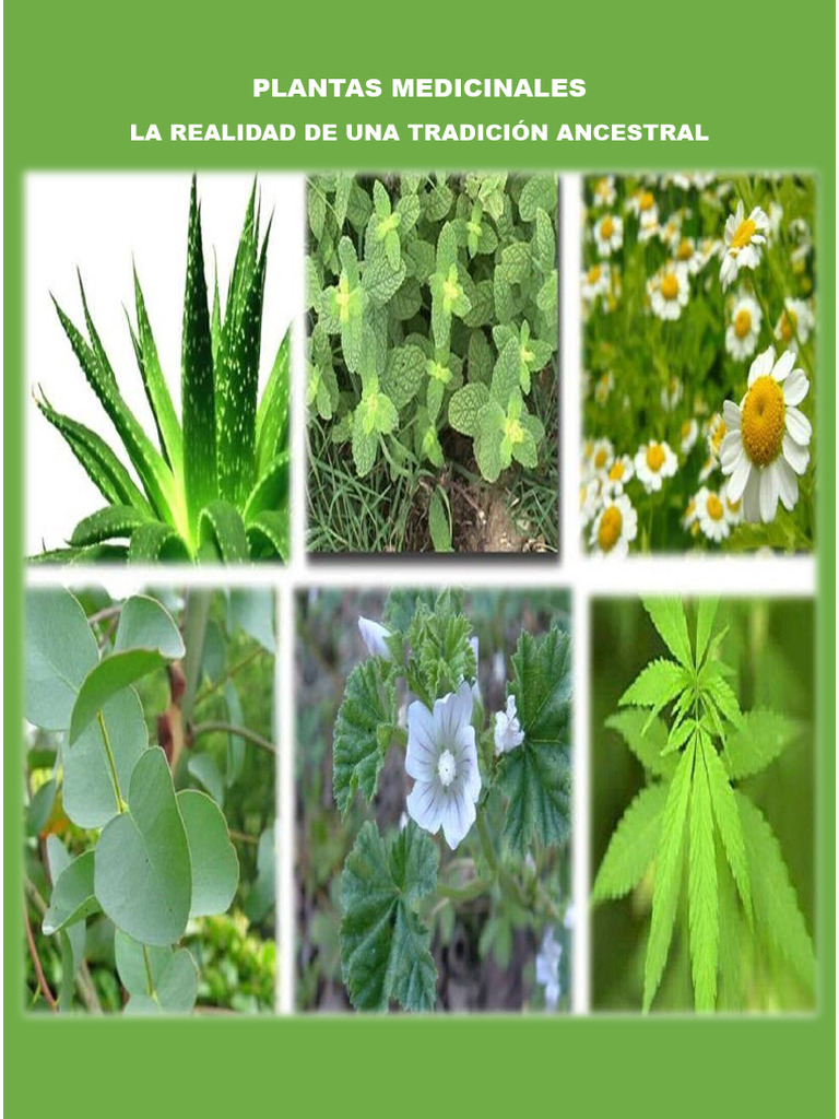 Plantas Medicinales | PDF