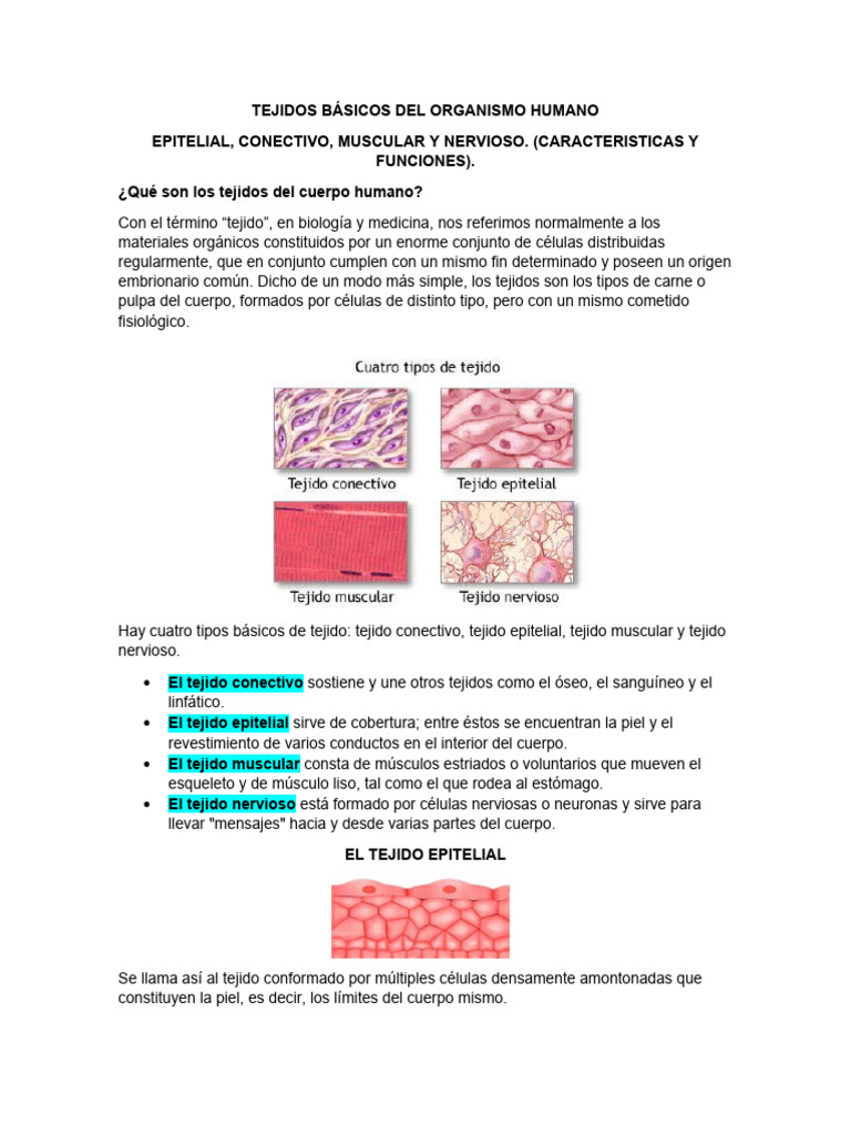Tejidos Básicos Del Organismo Humano | Descargar gratis PDF | Tejido conectivo | Epitelio