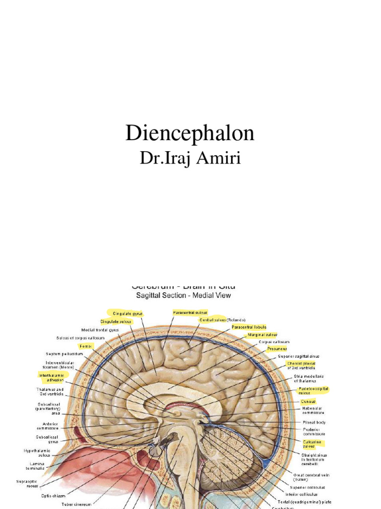 Diencephalon | PDF | Science & Mathematics