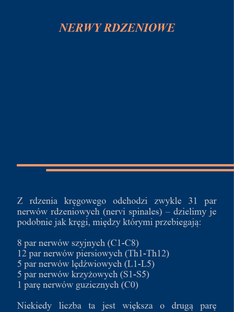 Nerwy Rdzeniowe, Budowa, Splot Szyjny, Splot Ramienny. | PDF