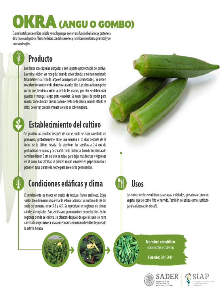 Okra | PDF | Comida y bebida | Horticultura