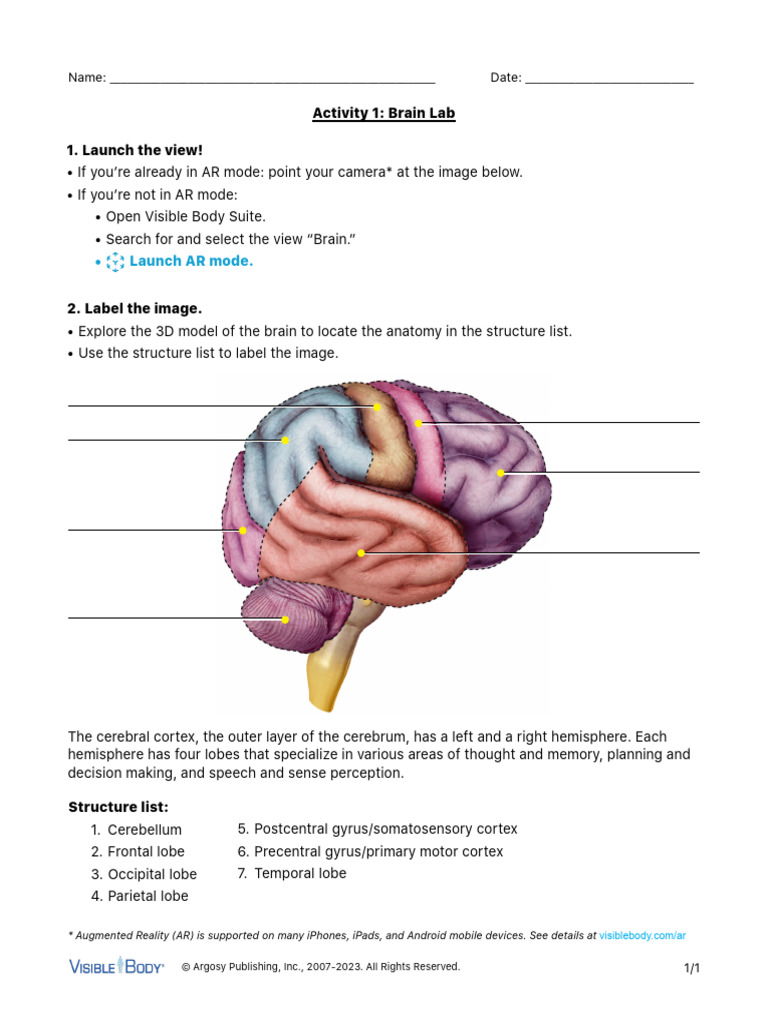 Lab Manual - Brain - English - Student - Fill in | PDF | Brainstem ...