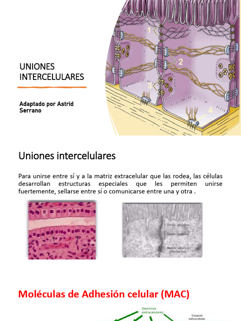 Uniones Intercelulares | Descargar gratis PDF | Biología Celular | Anatomía