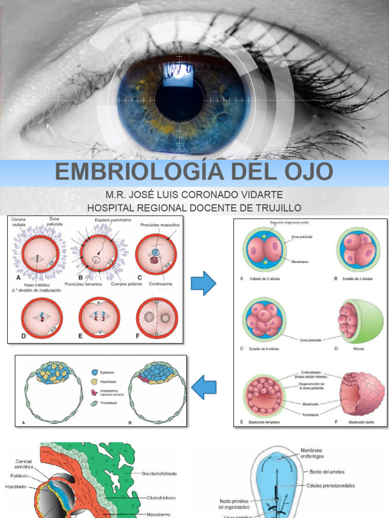 Embriologia Oftalmo | PDF