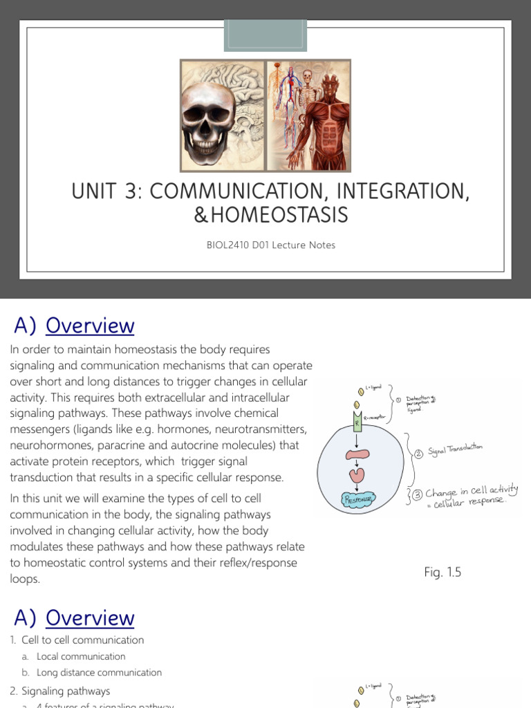 Unit 3 Notes - Communitcation Integration and Homeostasis | PDF | Cell ...